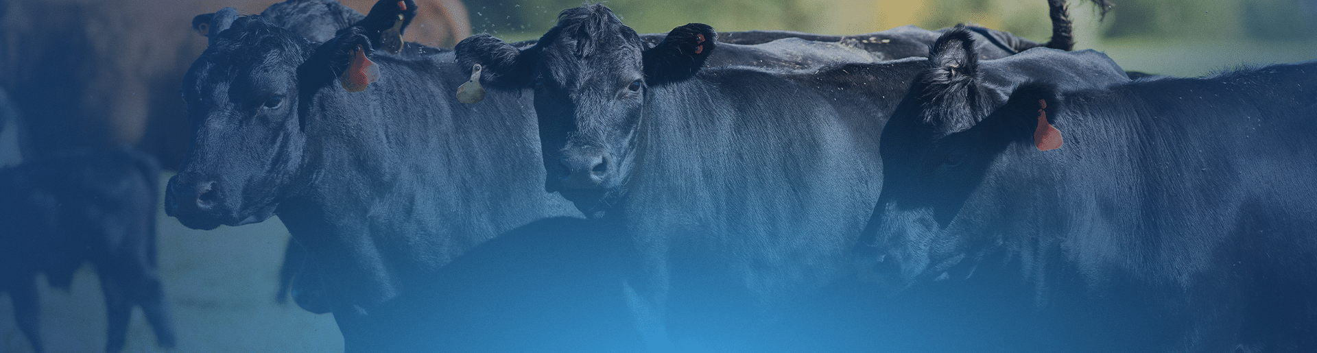 Five Meaty Questions with Bill Rupp - DecisionNext